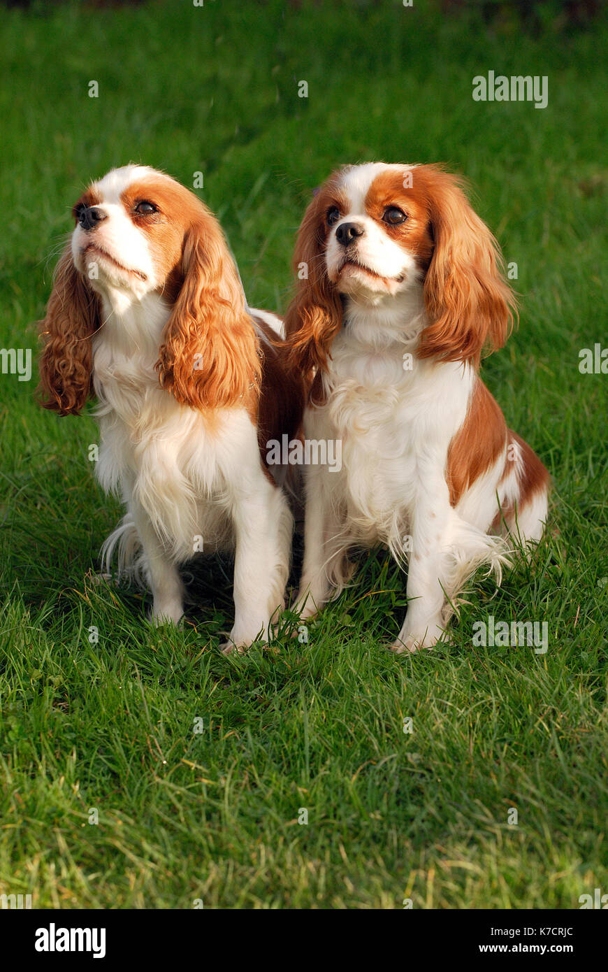 Cavalier King Charles spaniels at a dog show Stock Photo - Alamy