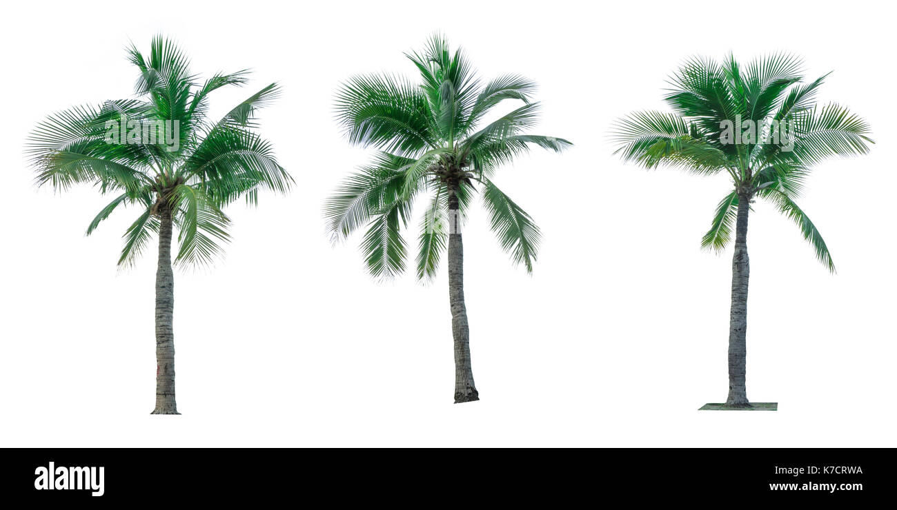 Set of coconut tree isolated on white background used for advertising ...