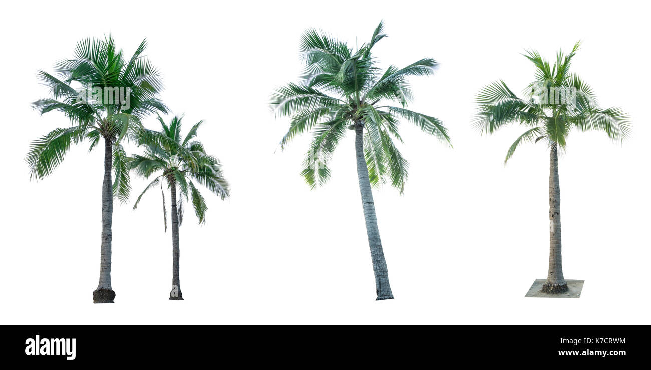 Set of coconut tree isolated on white background used for advertising ...