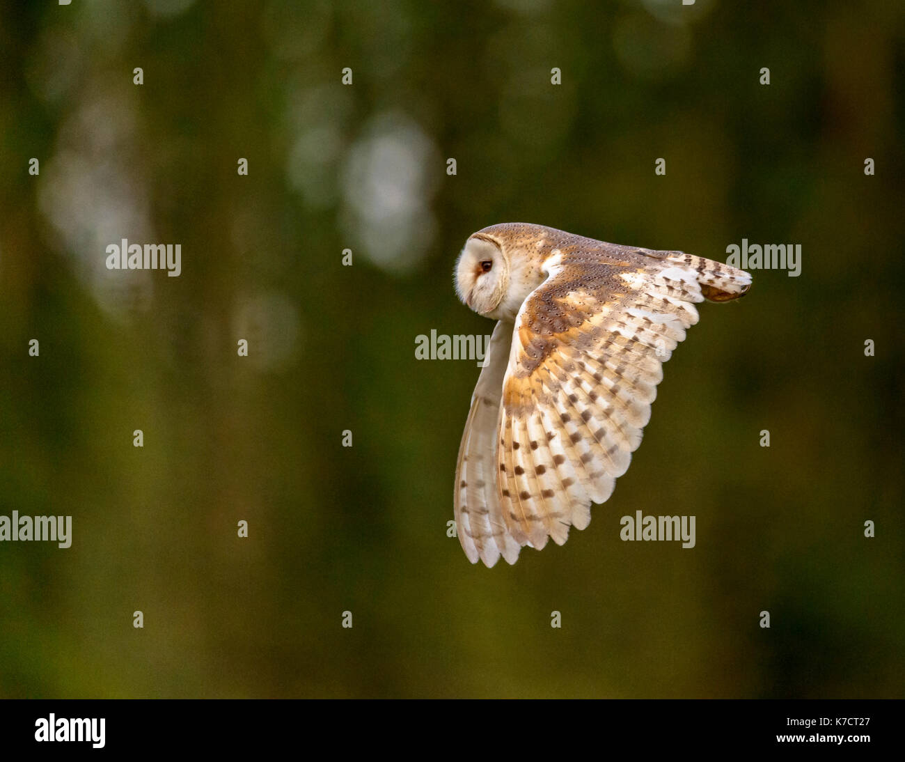 Barn Owl in flight photography in RSPB Minsmere/ Suffolk/East Anglia ...