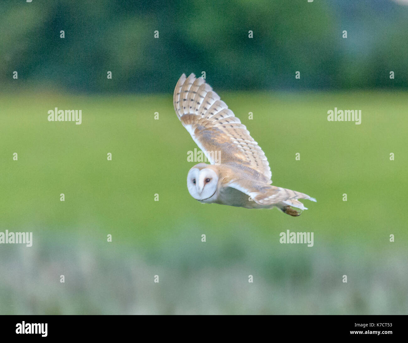 Barn Owl in flight photography in Levington/Suffolk/East Anglia/east of ...