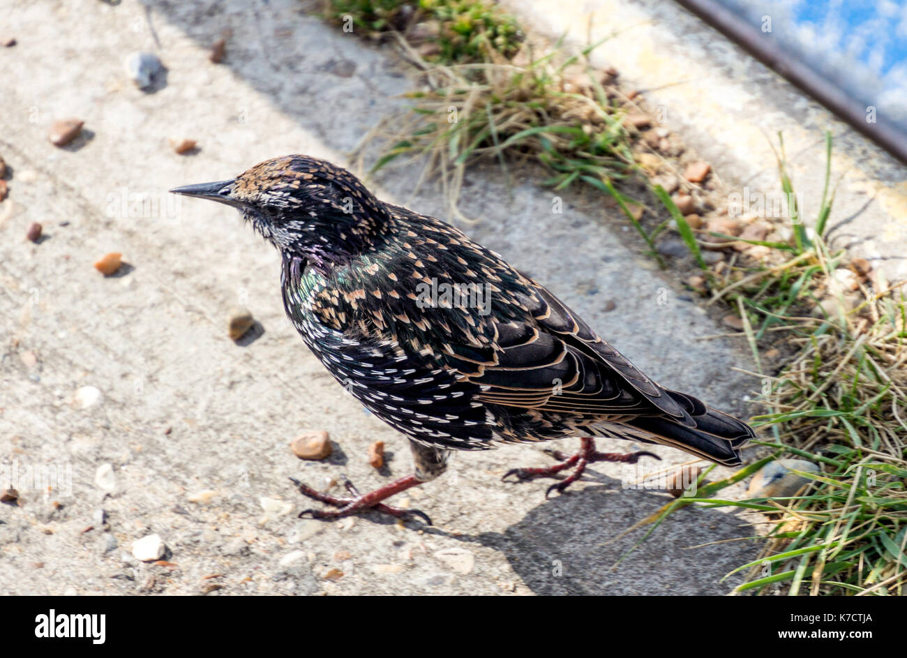 Starling Bird Close up Stock Photo - Alamy