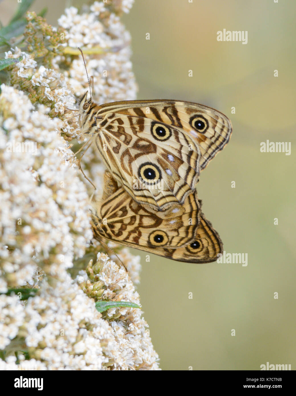 Australian butterflies hi-res stock photography and images - Alamy
