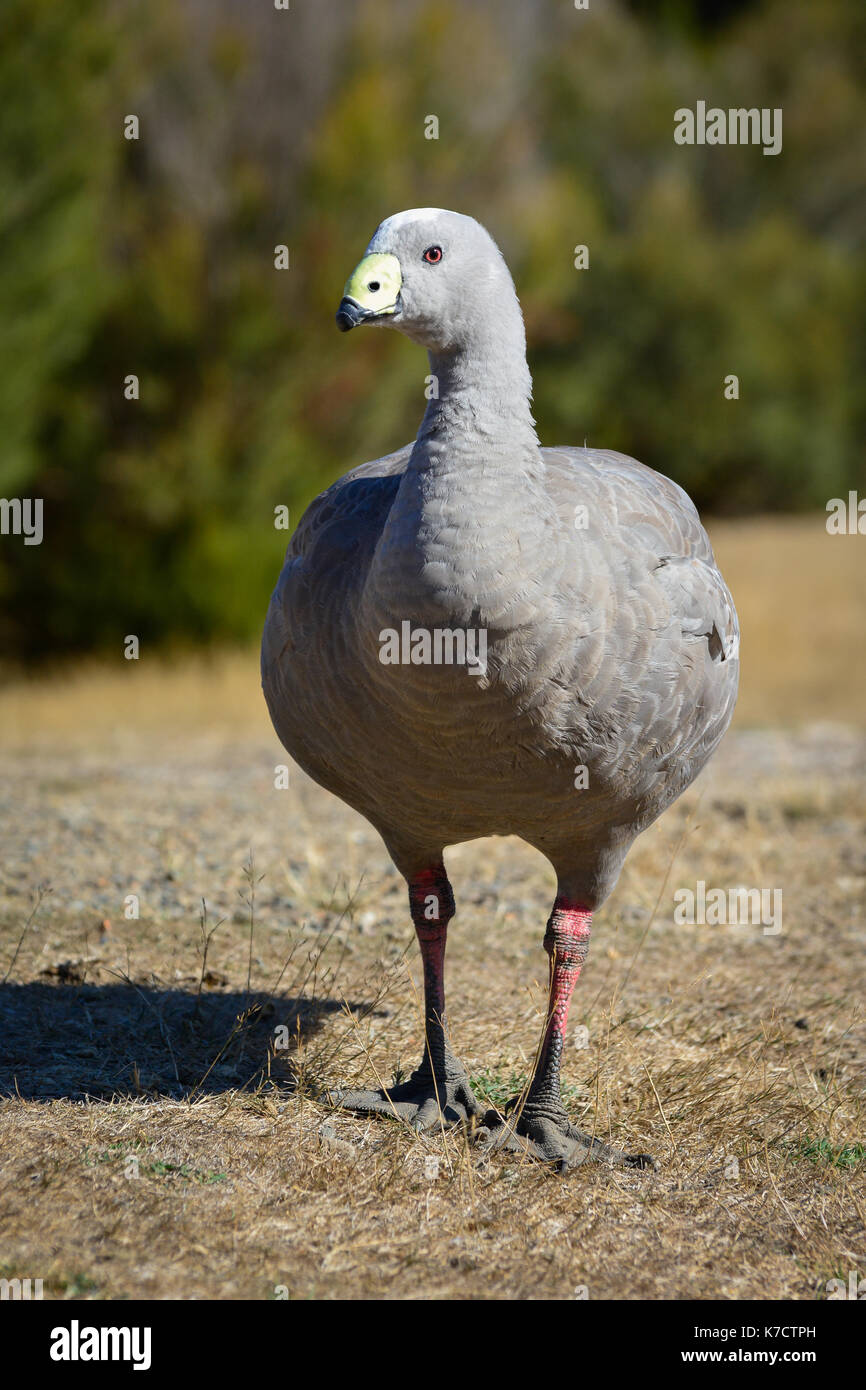 Grey pig hi-res stock photography and images - Alamy