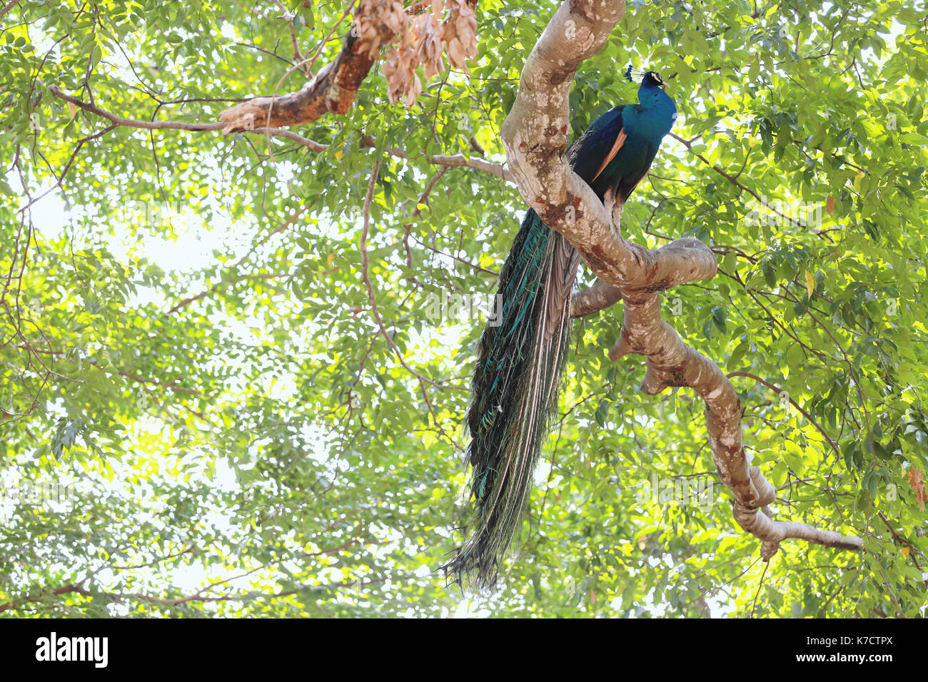 Peacock standing on a tree in nature Stock Photo - Alamy