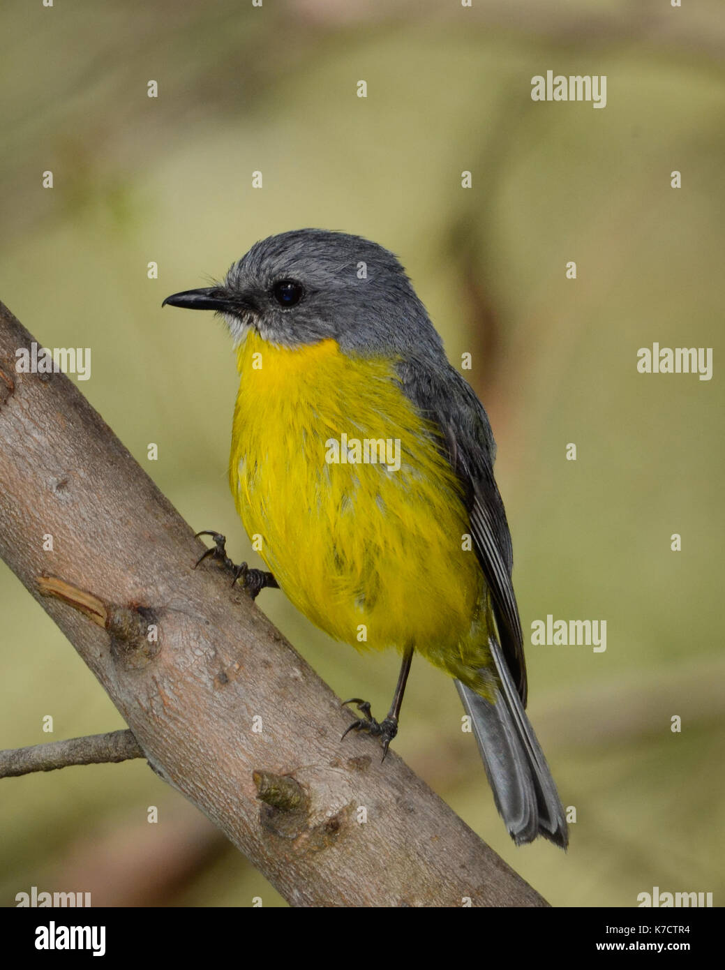 Eastern Yellow Robin Stock Photo - Alamy