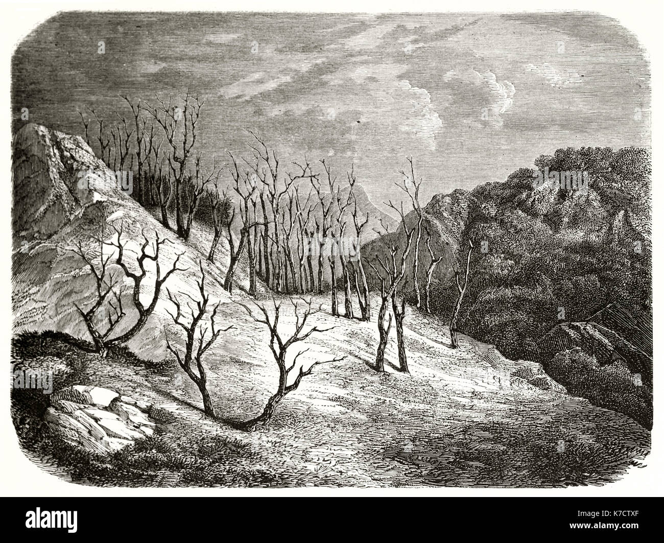 Dead Forest Drawing Dead Forest Drawing