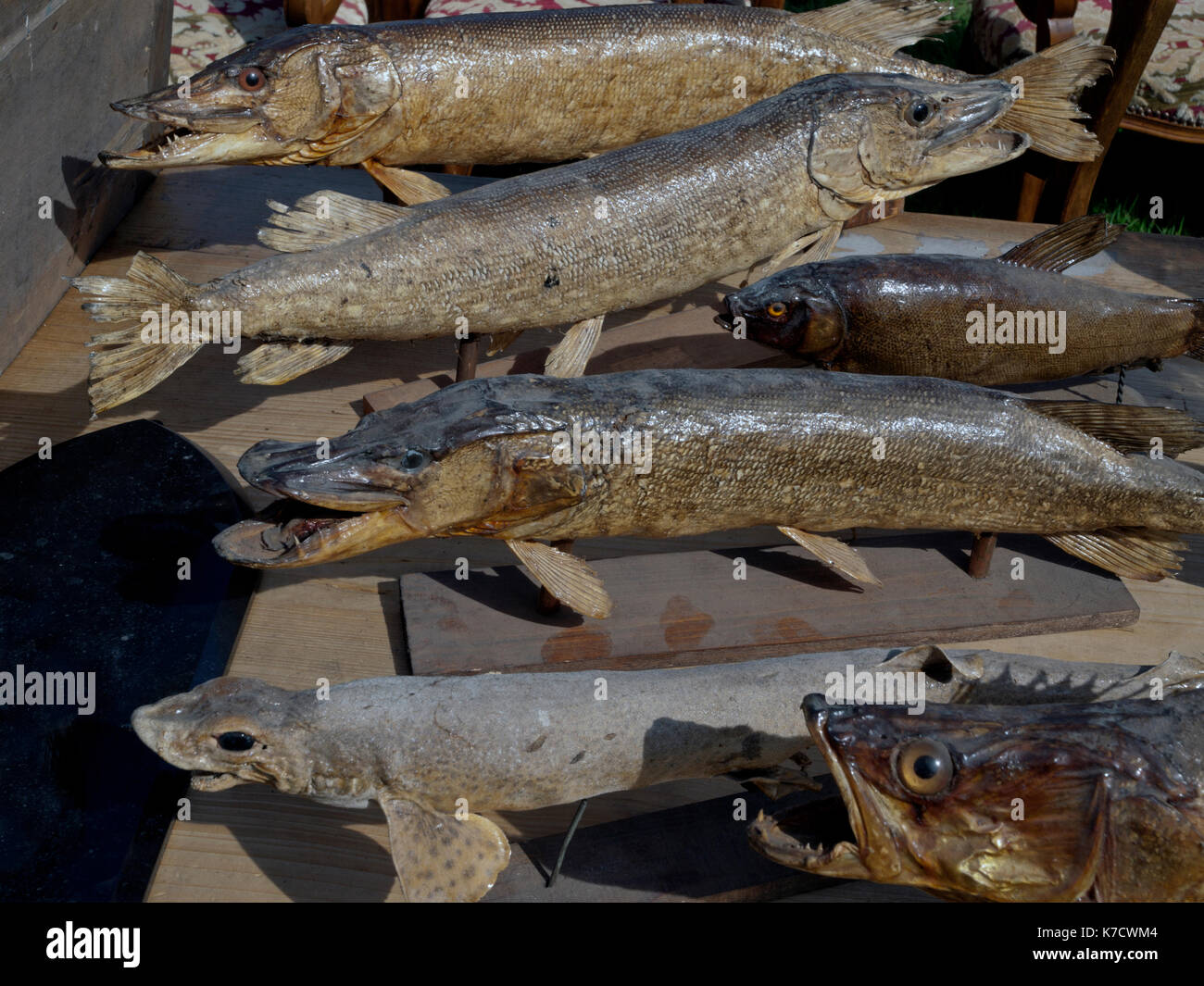 A selection of stuffed fishes, for sale at a festival in Sussex ...