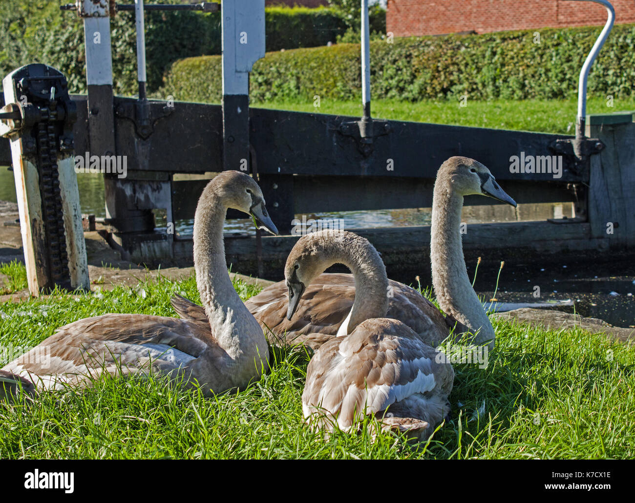 The swan number 1 hi-res stock photography and images - Alamy
