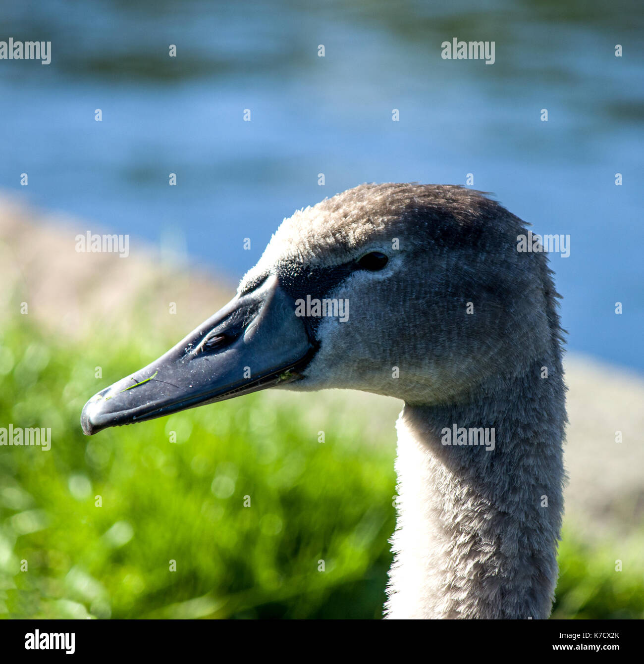Black swan bird flying hi-res stock photography and images - Alamy