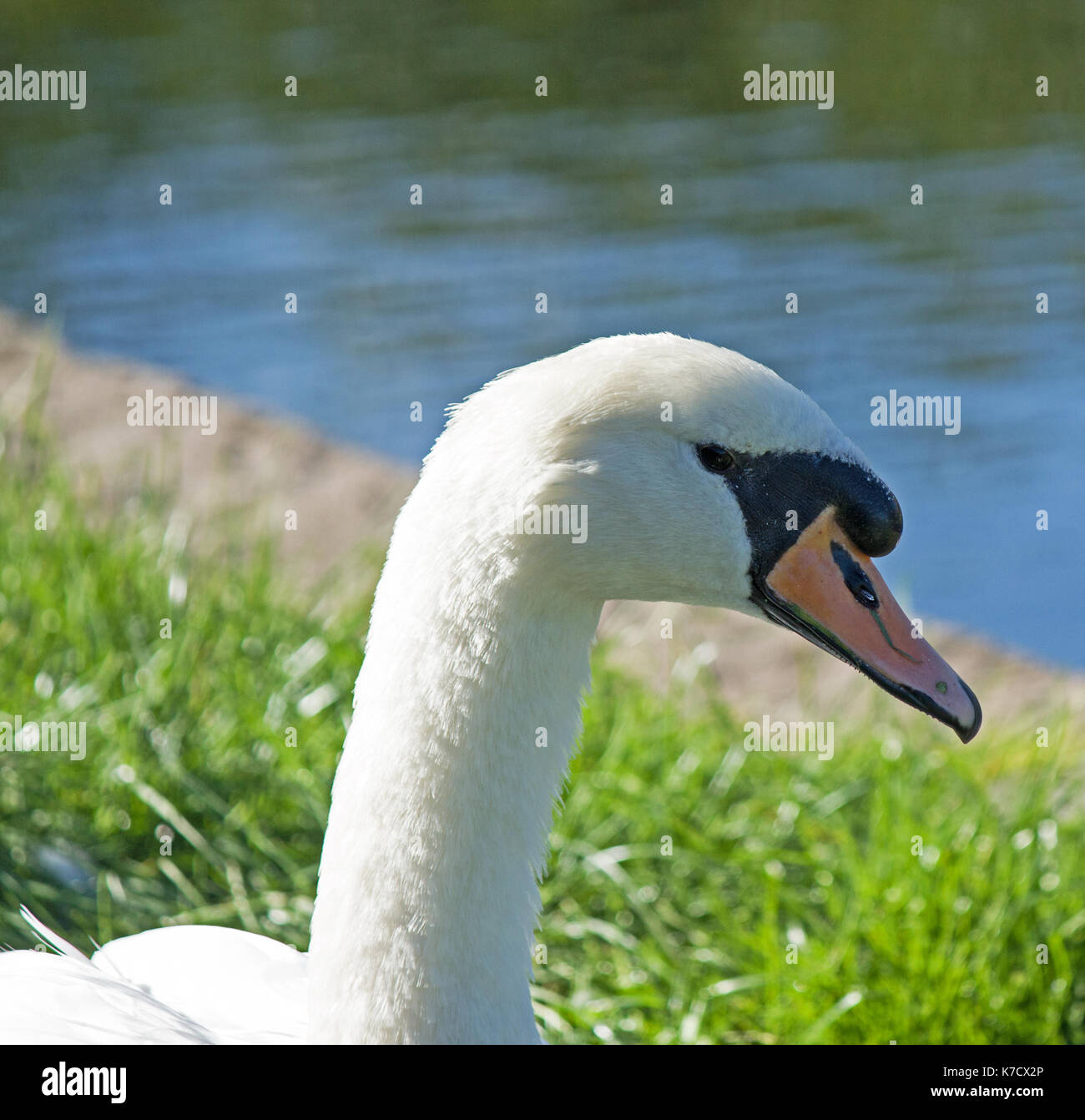Portrait of Mute swan Stock Photo - Alamy