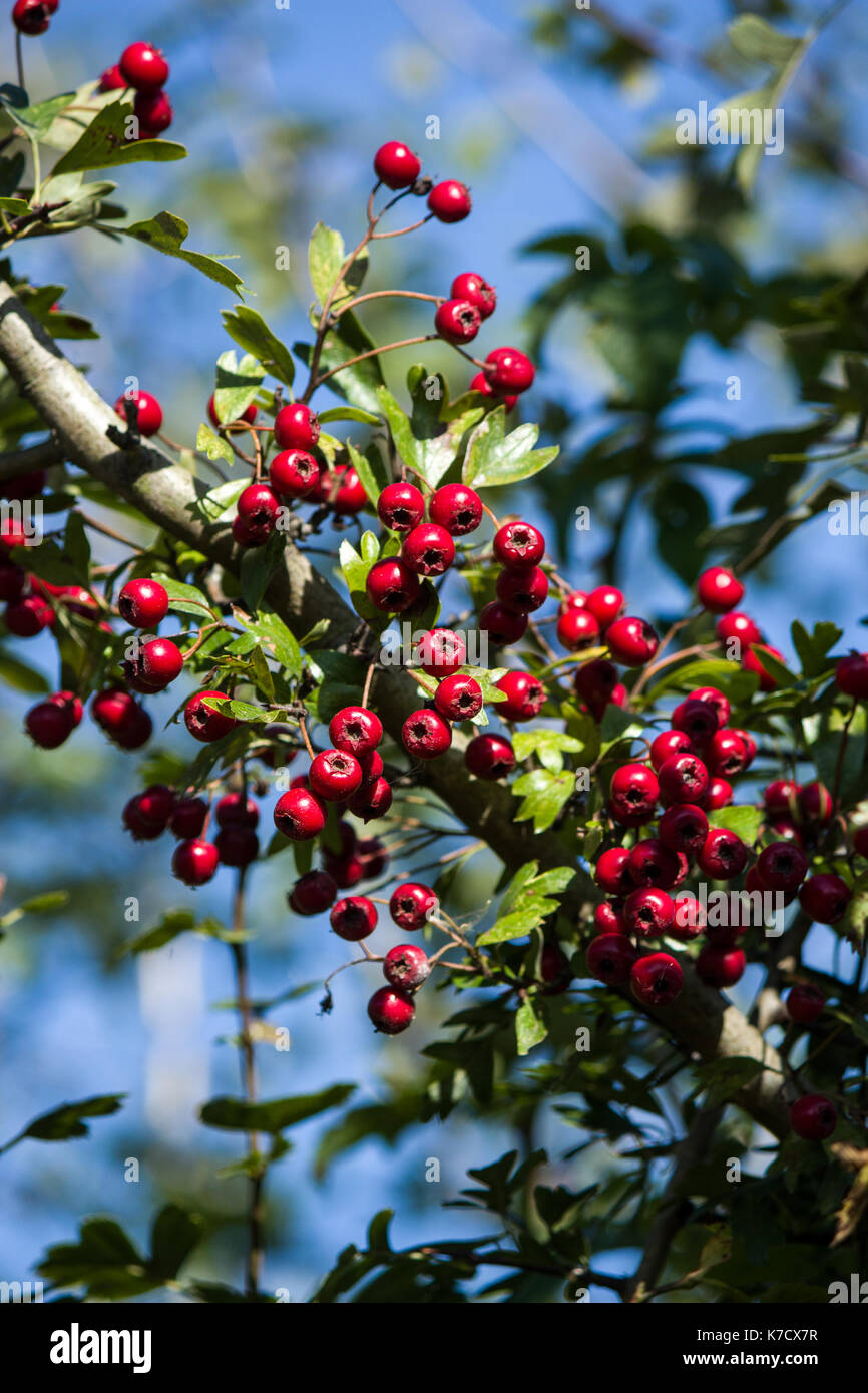 Branches red hawthorn berries hi-res stock photography and images - Alamy