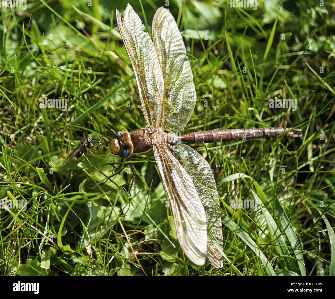 Brown Hawker Dragonfly Stock Photo - Alamy