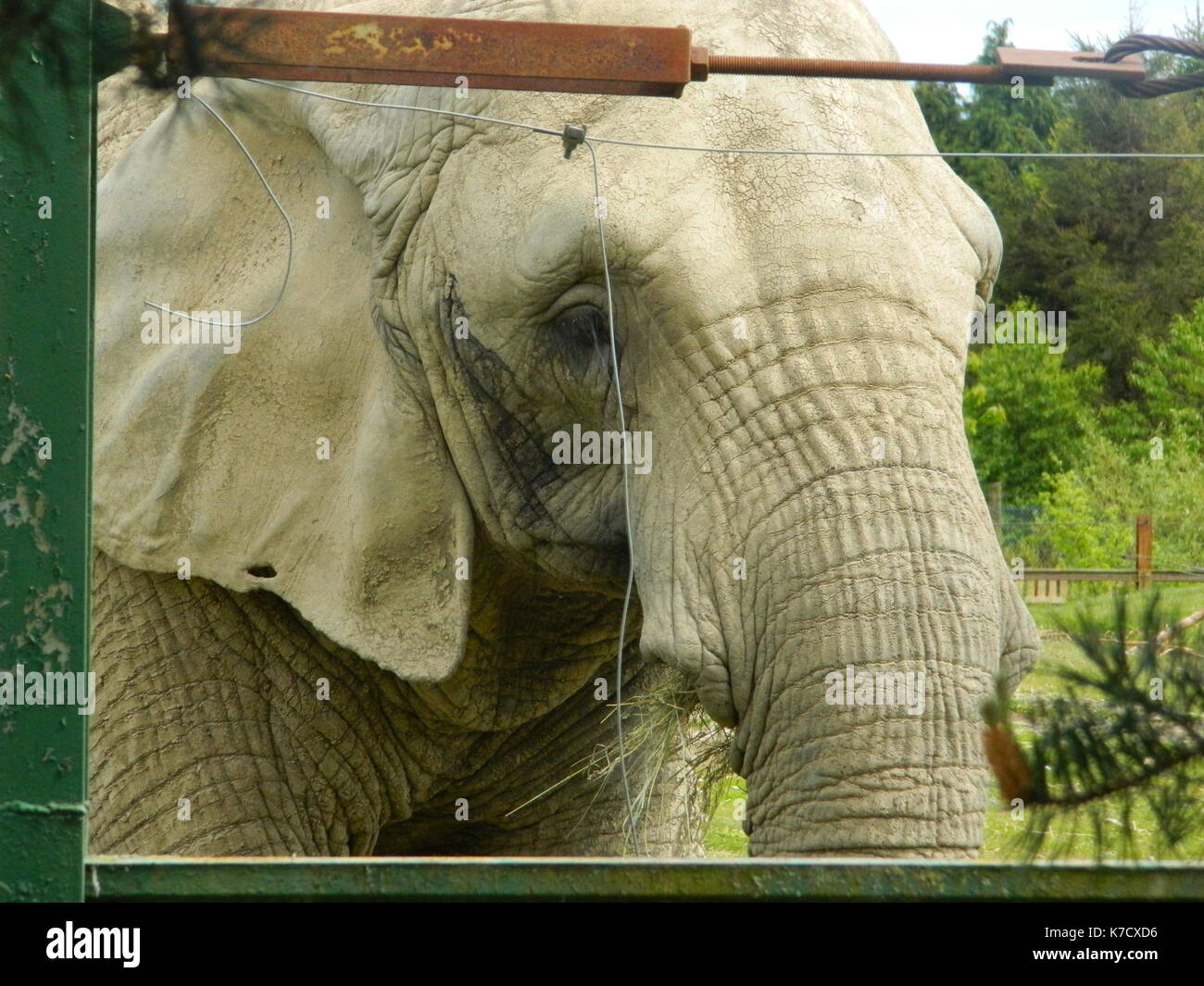 Elephant fence hi-res stock photography and images - Alamy