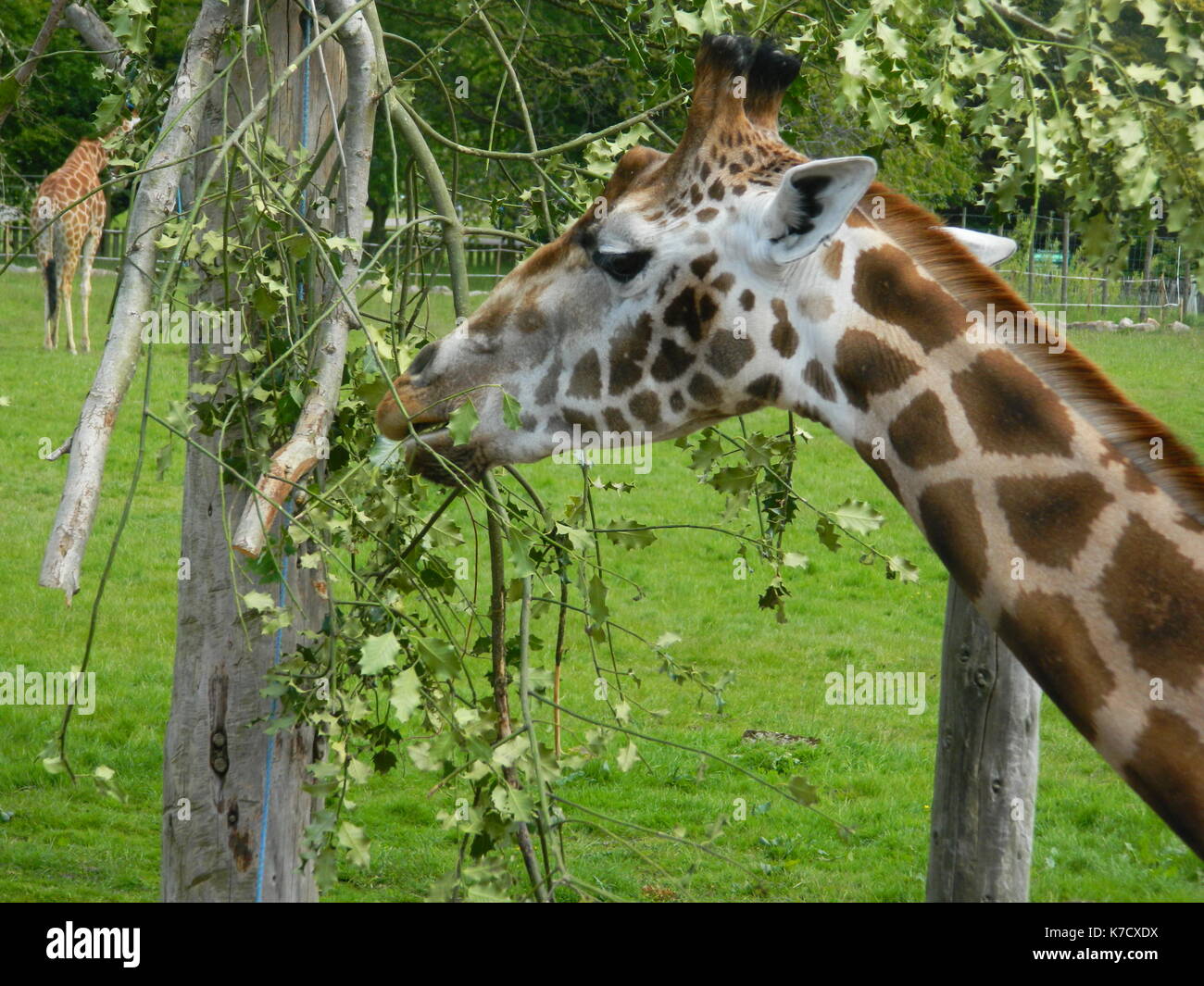 Giraffe Eating Tree Tattoo
