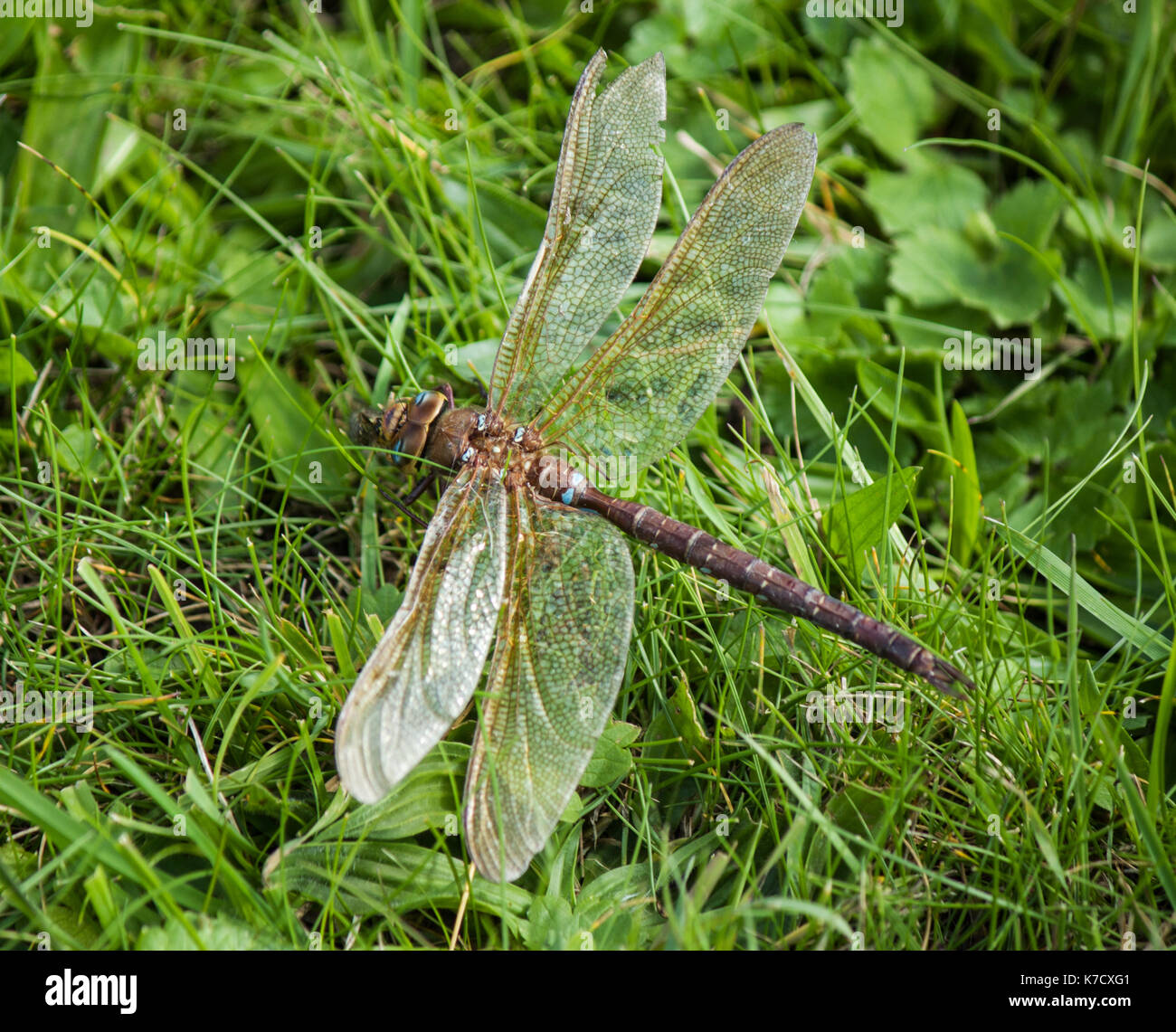 Brown Hawker Dragonfly Stock Photo - Alamy