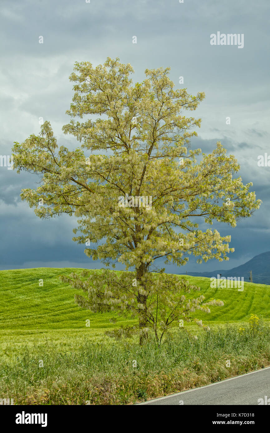 Bright green tree with blossom in Tuscan landscape with dark clouds ...