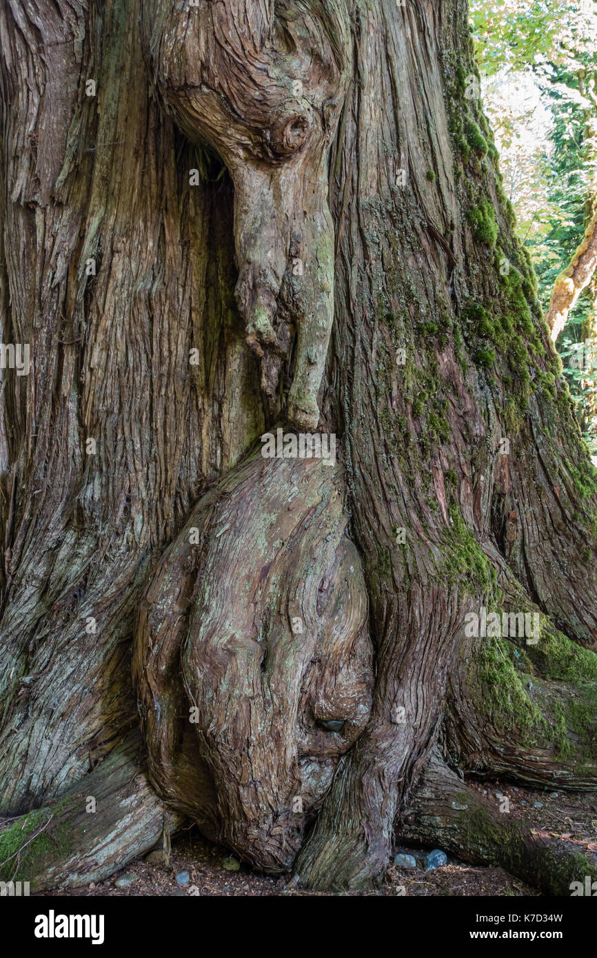 Knotty tree hi-res stock photography and images - Alamy