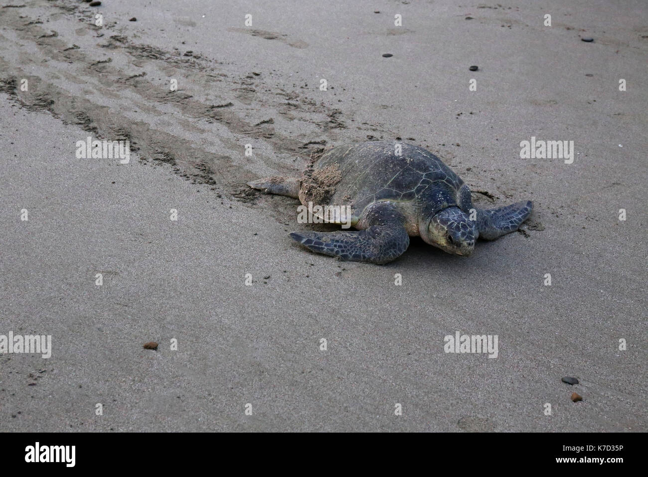 Olive ridley sea turtle hi-res stock photography and images - Alamy