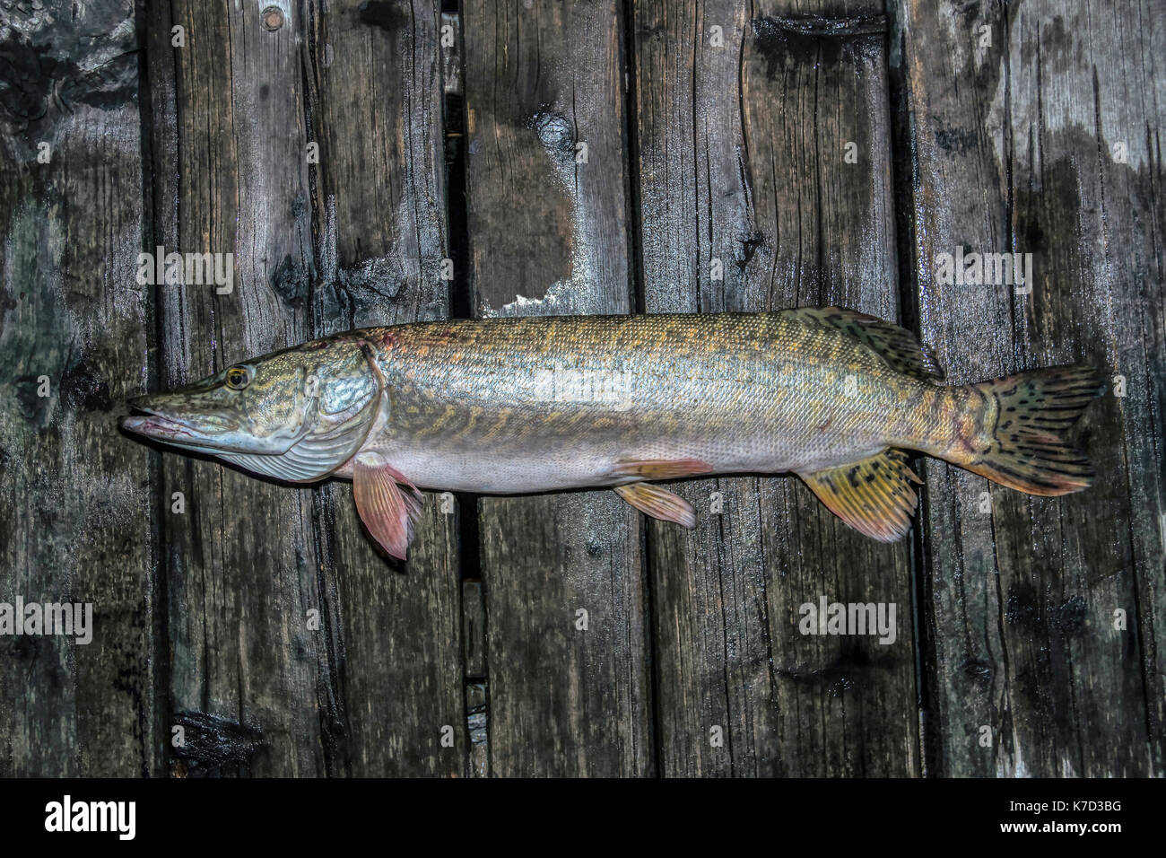 Fisherman releasing fish hi-res stock photography and images - Alamy