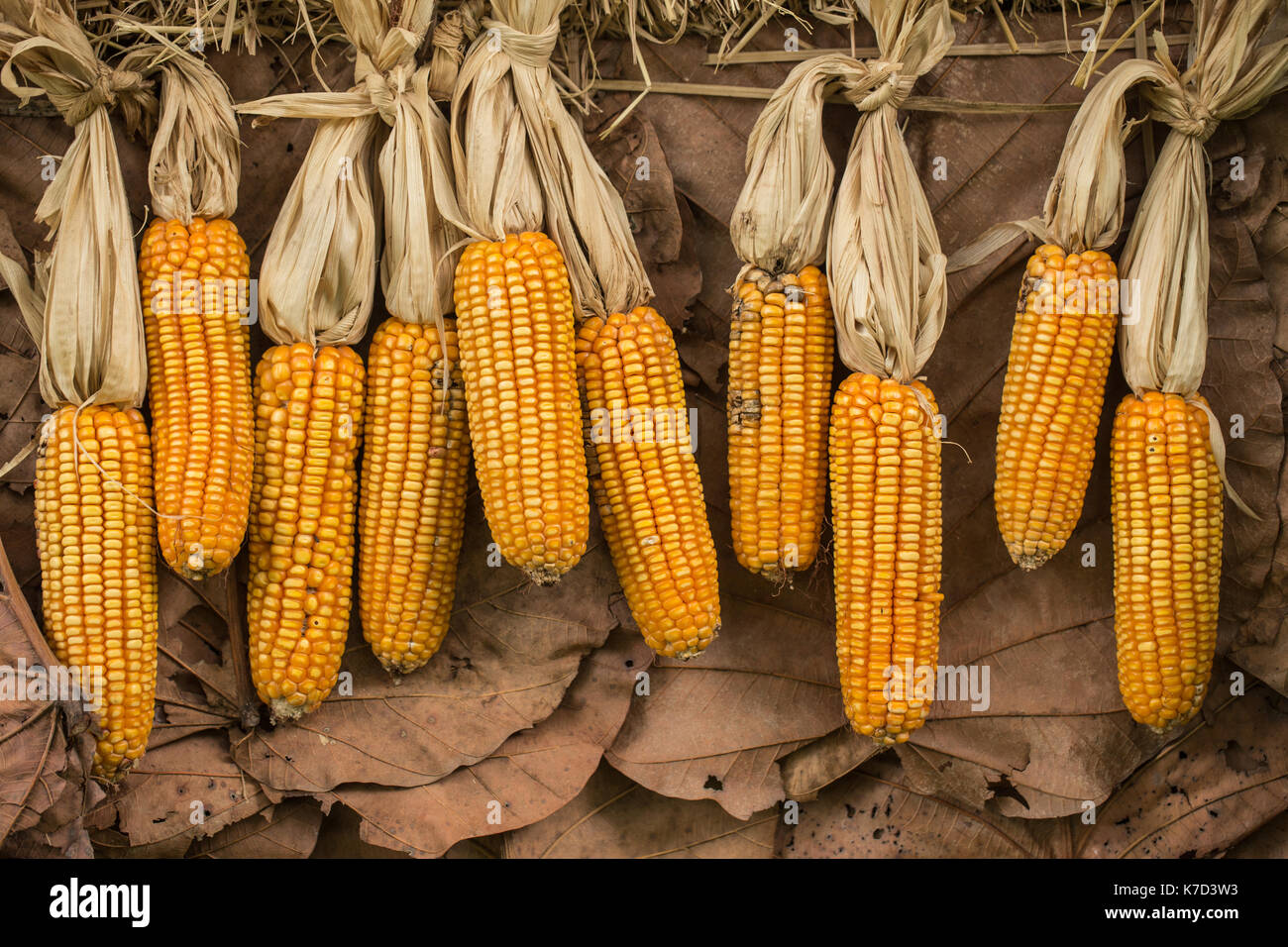 dried corns or maize. dry food reservation Stock Photo - Alamy