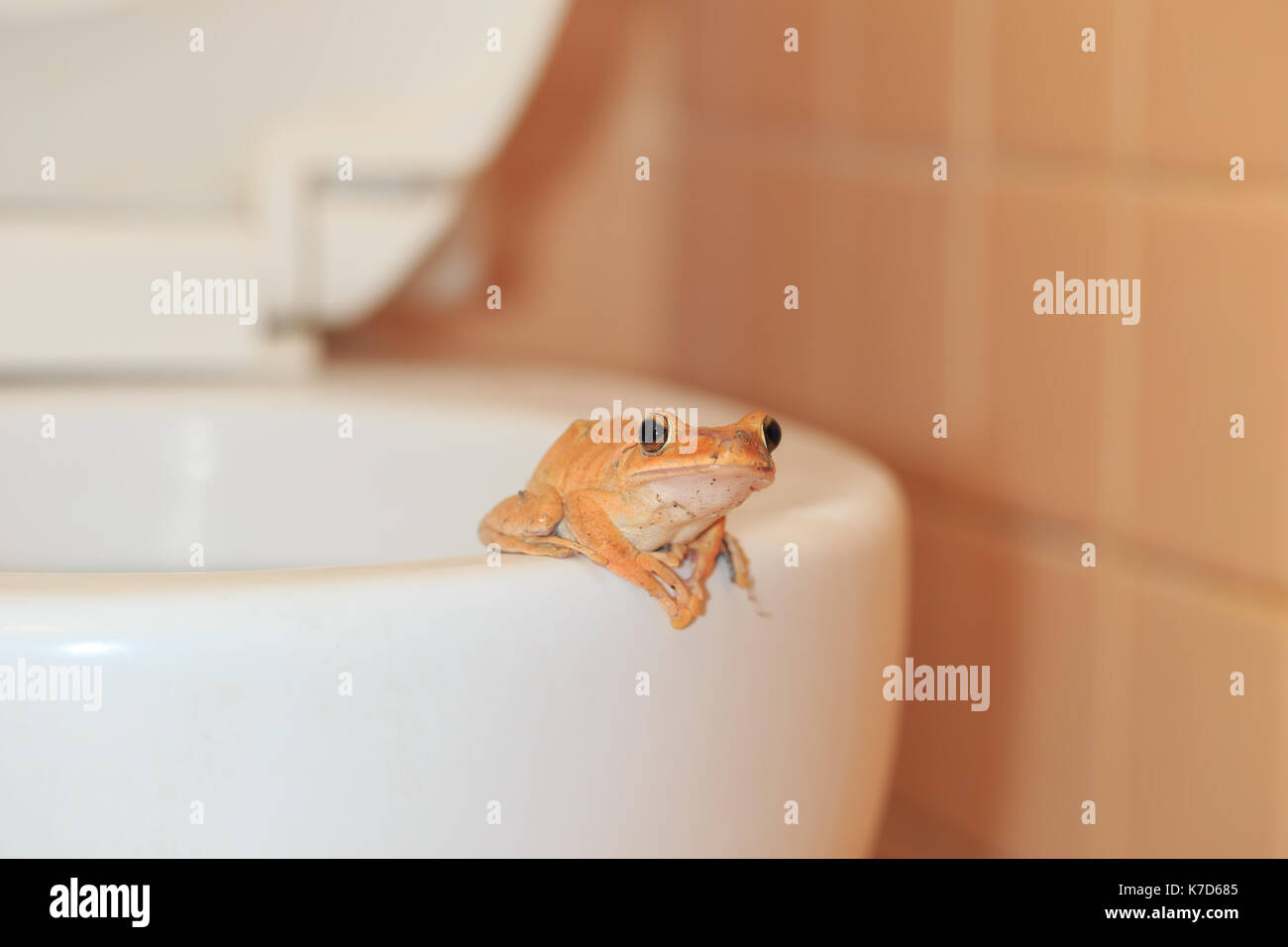 wildlife invade the house, frog at bathroom Stock Photo - Alamy