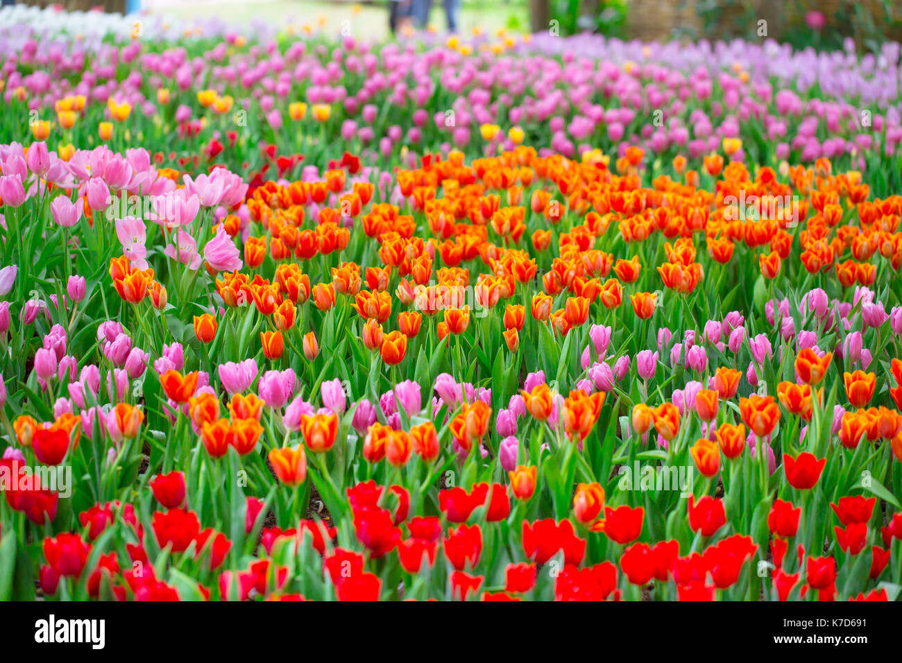 Colorful Flowers Field