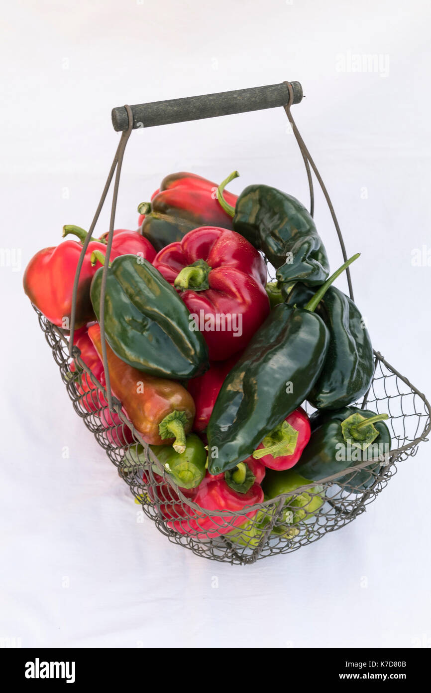 Farm fresh assorted peppers Stock Photo - Alamy