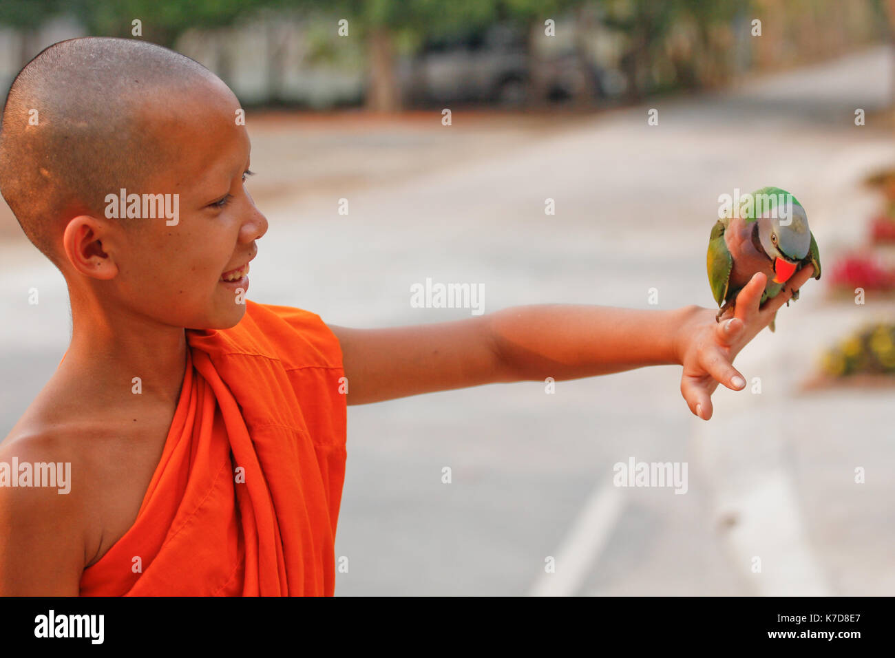 A kid novice monk and his parrot Stock Photo - Alamy