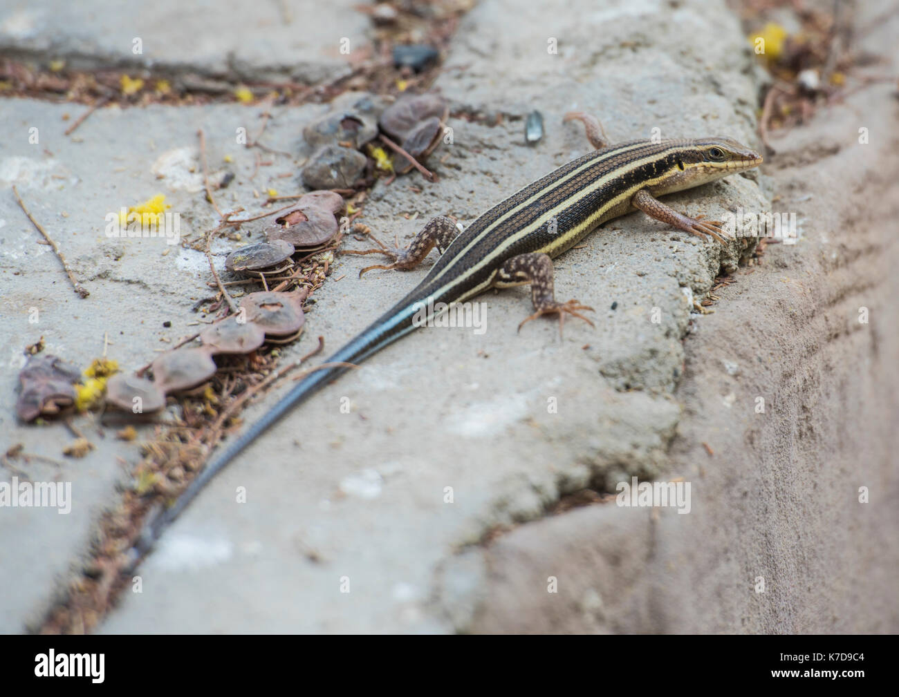 Blue-tailed skink lizard stood on a stone rock wall in rural ...