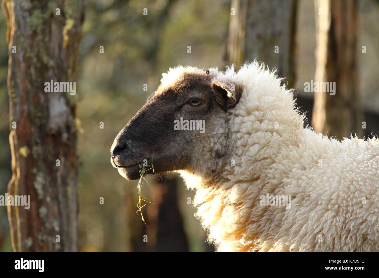 Portrait of a cute white sheep with a black face Stock Photo - Alamy