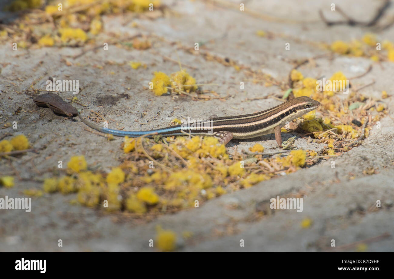 Blue-tailed skink lizard stood on a stone rock wall in rural ...