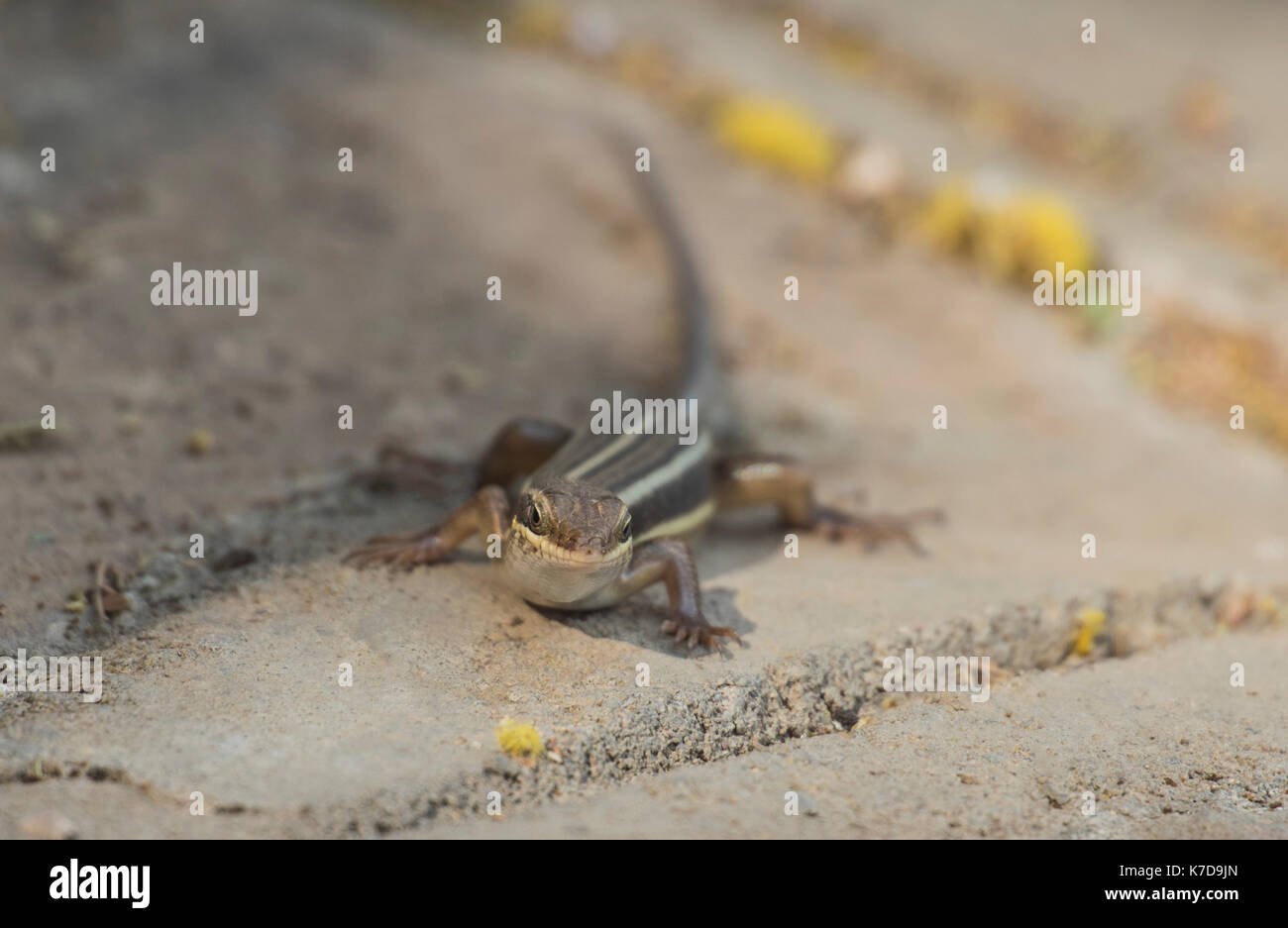 Blue-tailed skink lizard stood on a stone rock wall in rural ...