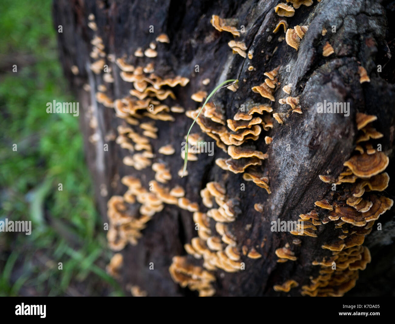 Mushroom tree hi-res stock photography and images - Alamy
