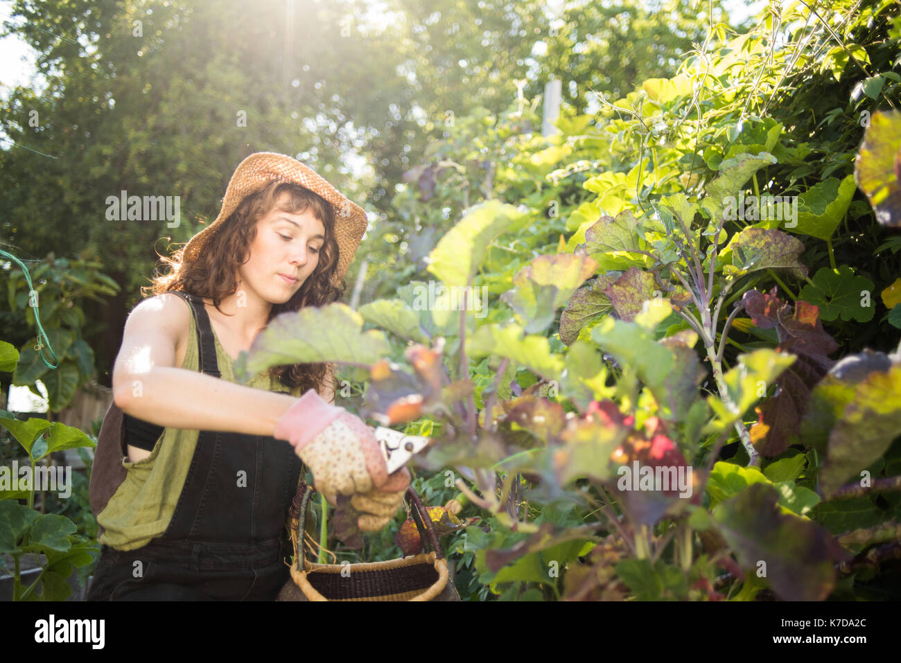 Woman pruning plants in garden during sunny day Stock Photo - Alamy