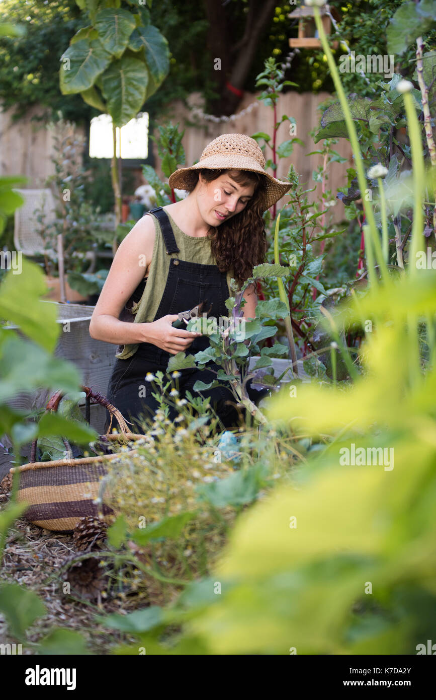 Woman pruning plants in her garden hi-res stock photography and images ...