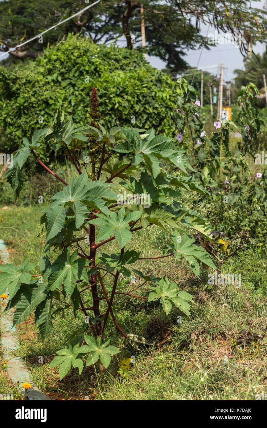 Castor field hi-res stock photography and images - Alamy