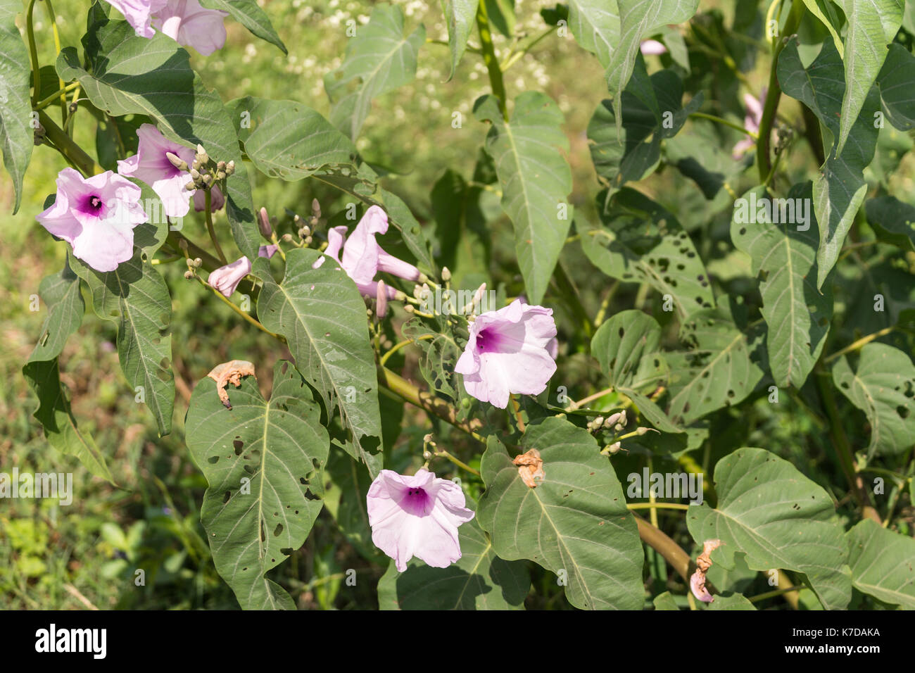 Castor village hi-res stock photography and images - Alamy