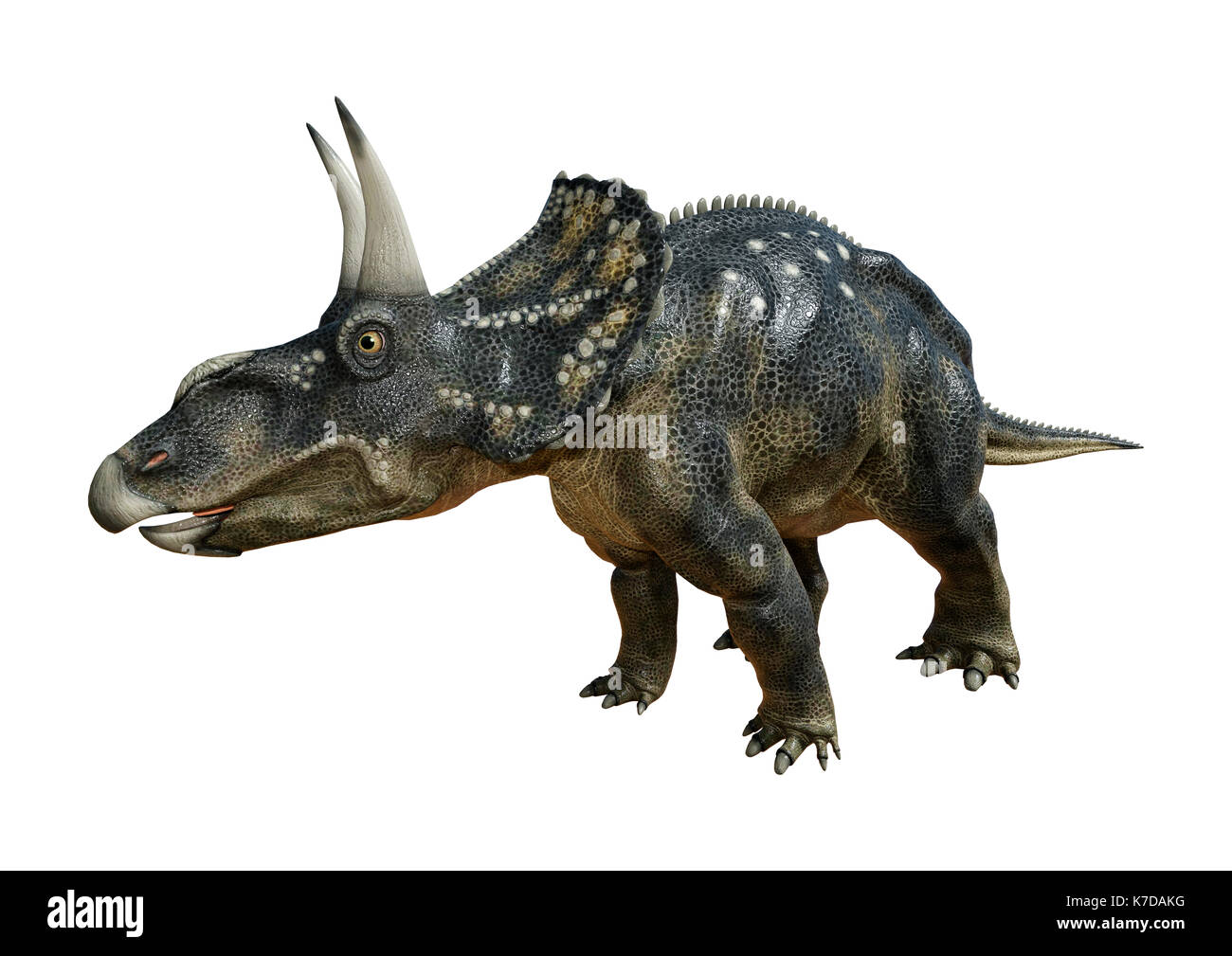 3D rendering of a dinosaur Diceratops isolated on white background ...