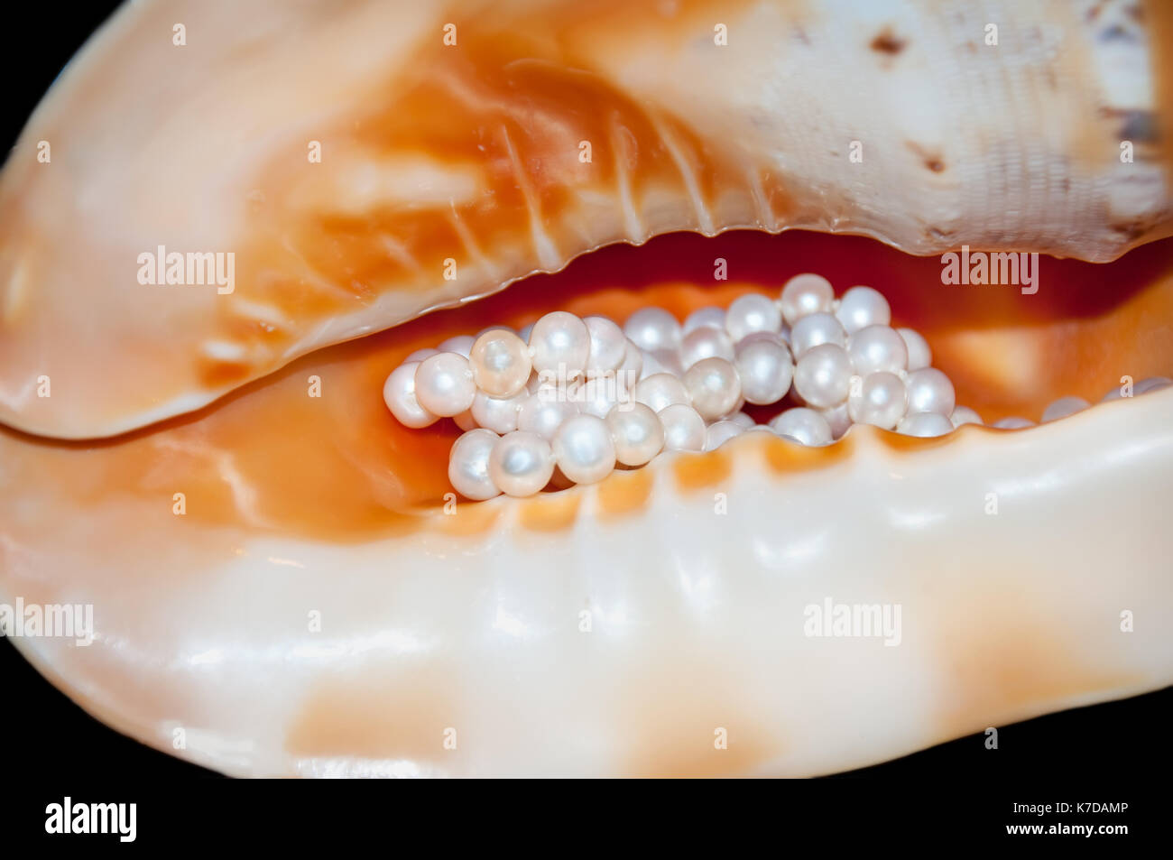 Isolated on black decorative shell with mother of pearl and a necklace ...