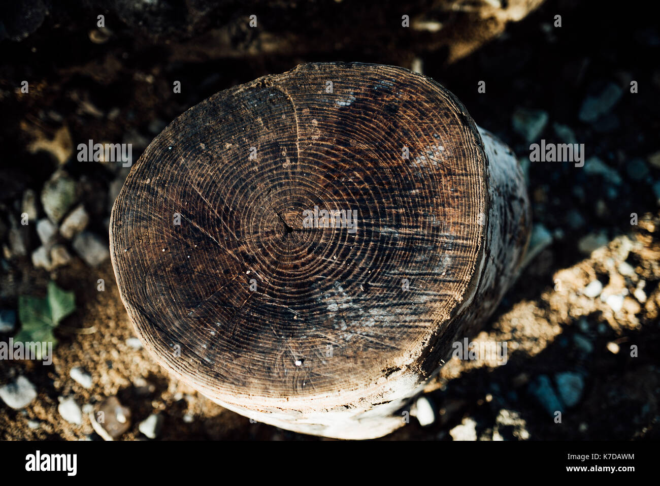 Overhead view of tree stump Stock Photo - Alamy