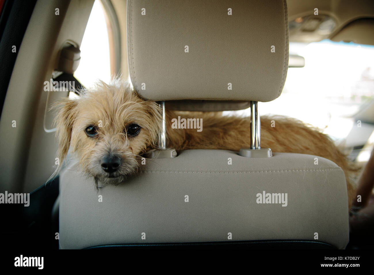 Portrait of dog in car Stock Photo - Alamy