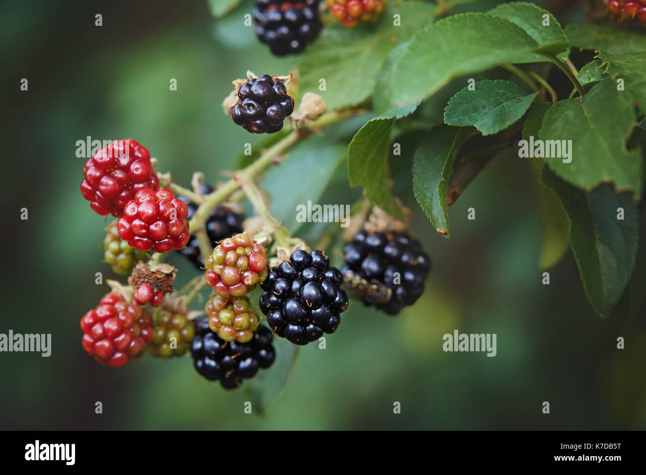 Group of black berry hi-res stock photography and images - Alamy