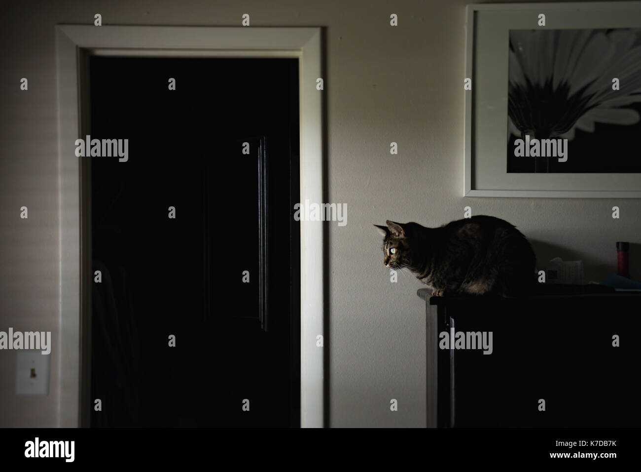 Side view of cat sitting on sideboard at home Stock Photo - Alamy