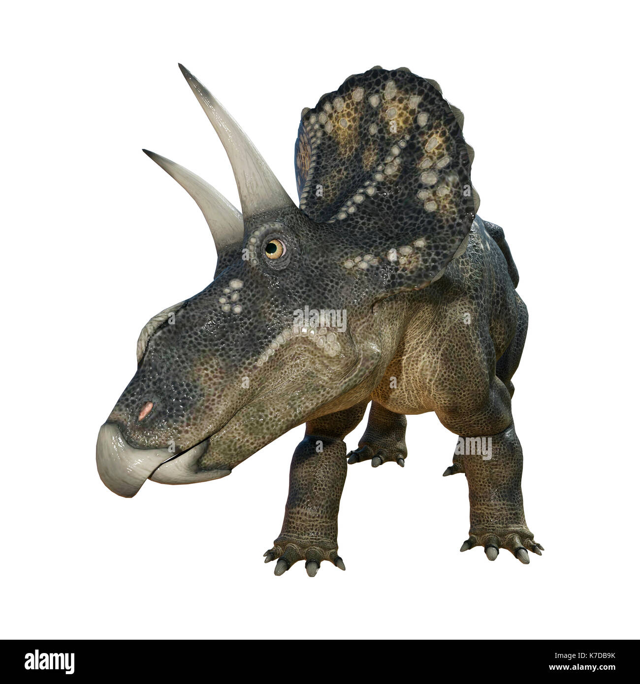 3D rendering of a dinosaur Diceratops isolated on white background ...