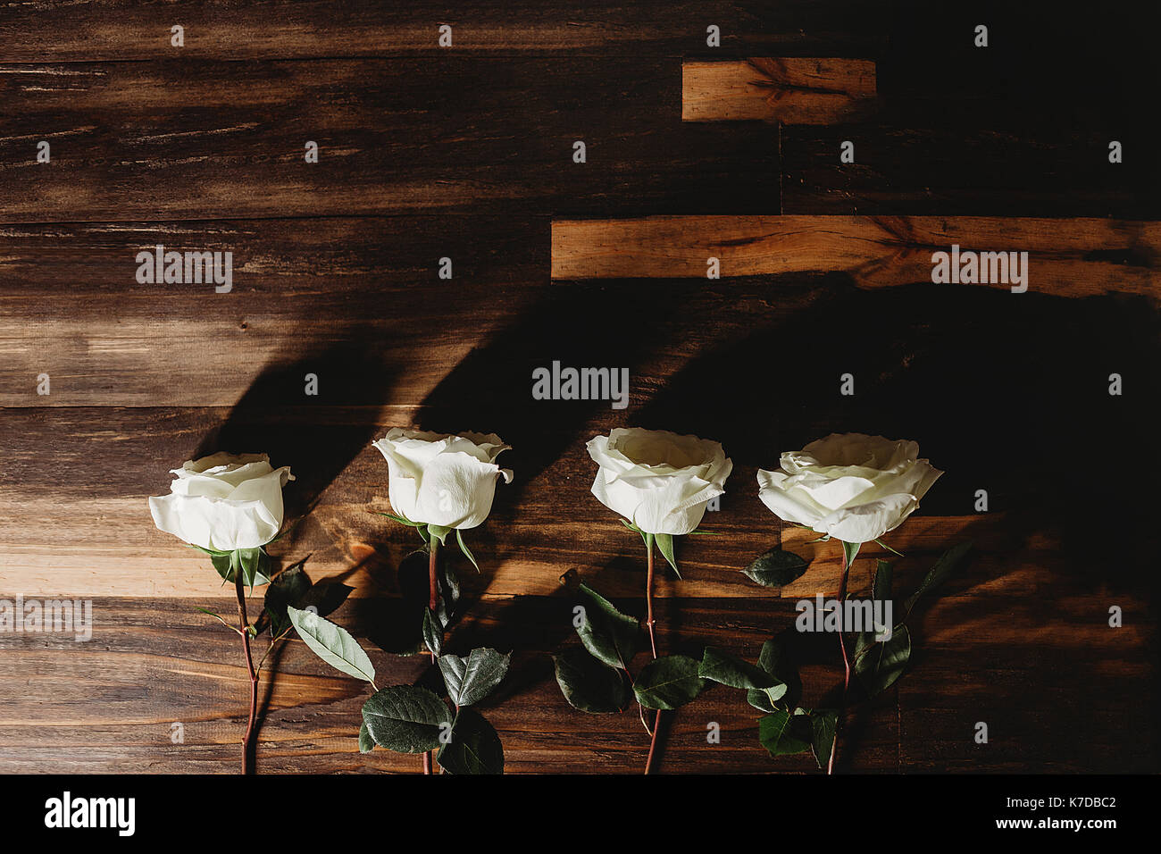 Hardwood plant hi-res stock photography and images - Alamy
