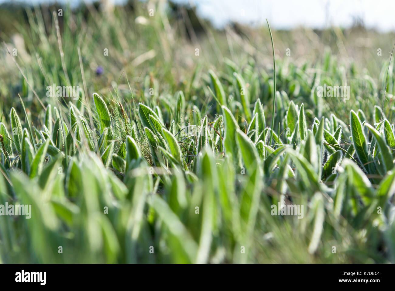 Fluffy grass focus Stock Photo - Alamy