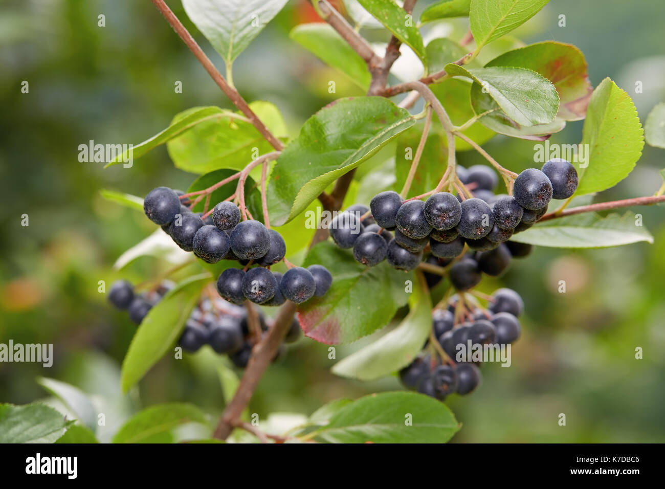 Aronia berries (Aronia melanocarpa, Black Chokeberry) growing in the garden. Branch filled with ...