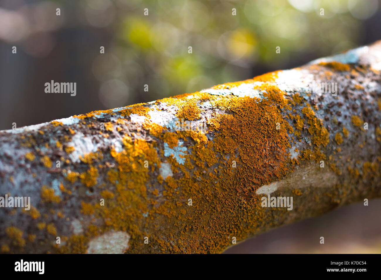 Ashton moss hi-res stock photography and images - Alamy
