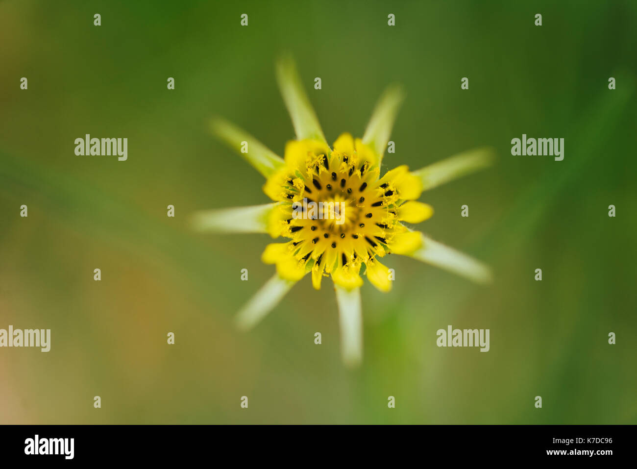 Overhead view of yellow flower blooming at park Stock Photo - Alamy
